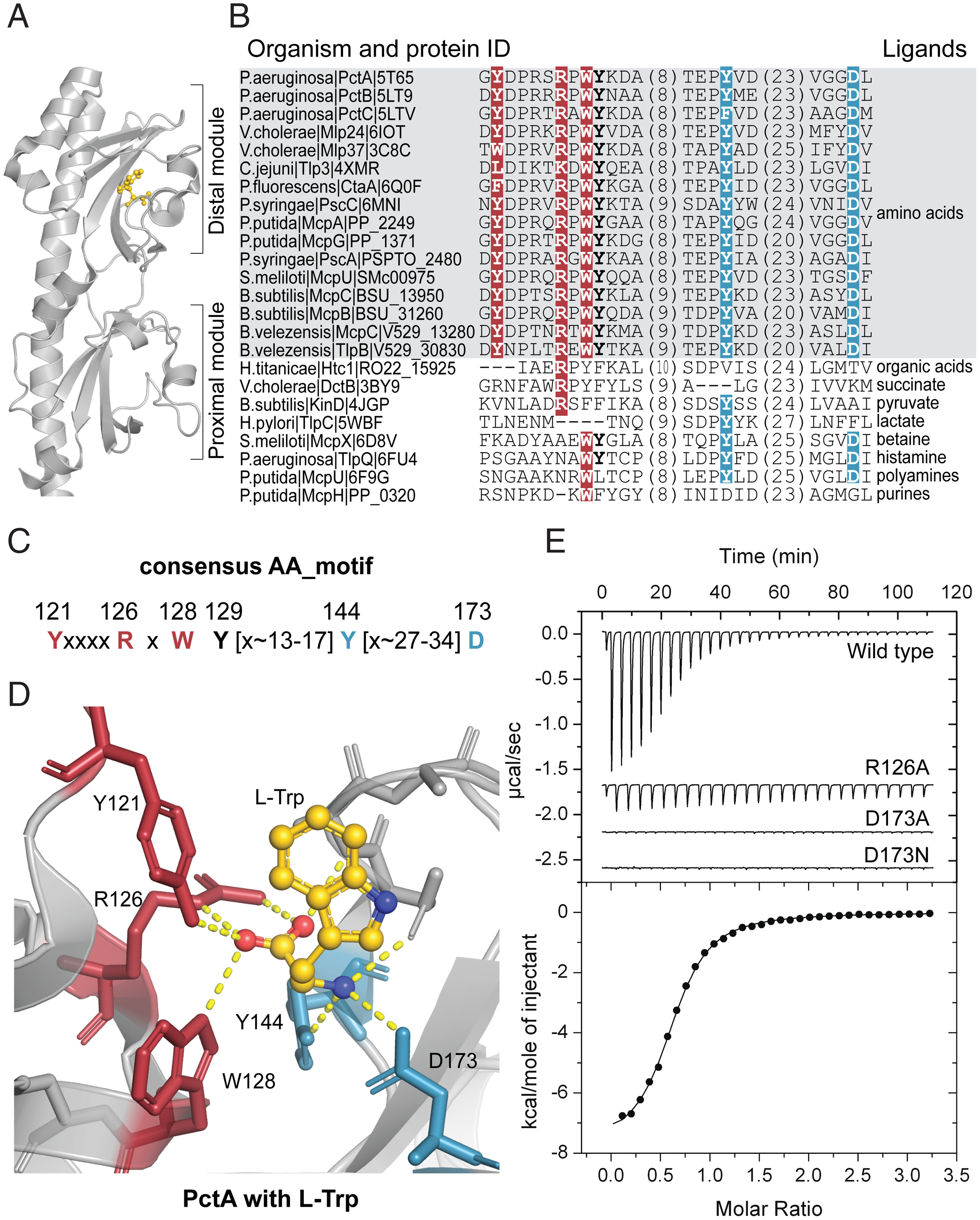 Amino acid sensor conserved from bacteria to humans | Jouline Lab