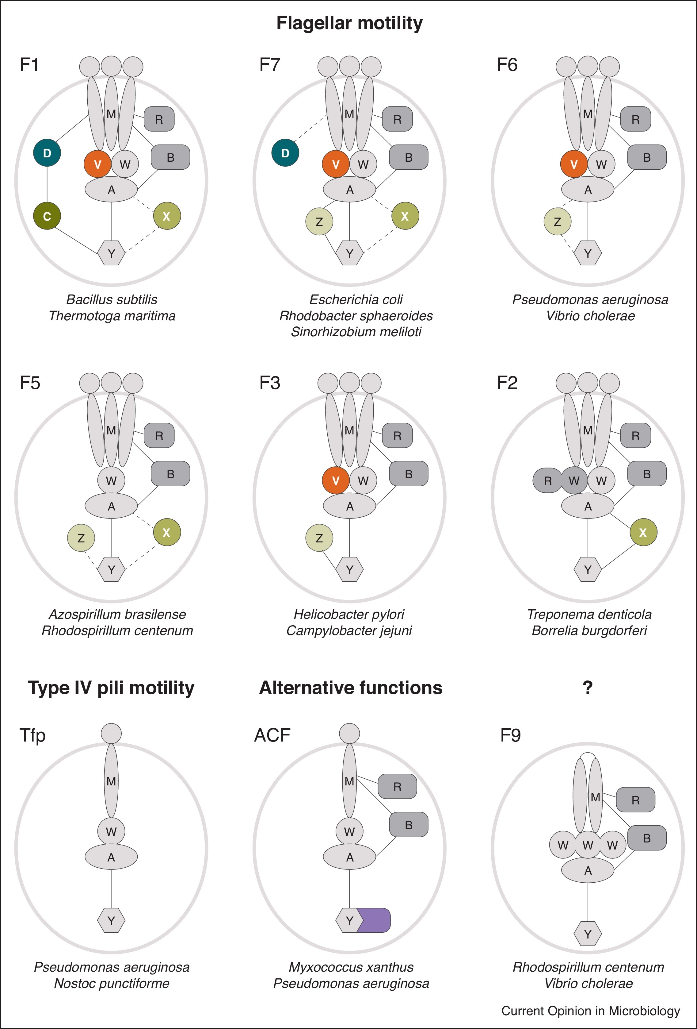 Diversity of bacterial chemosensory systems | Jouline Lab