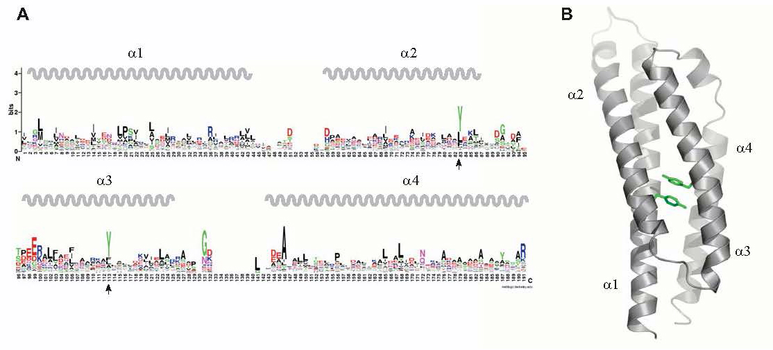 Four-helical bundle: a ubiquitous sensory module in prokaryotic signal ...