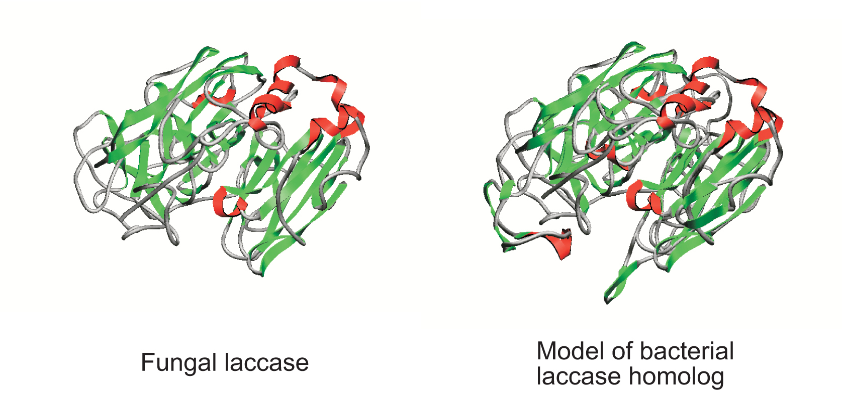Laccases are widespread in bacteria | Jouline Lab