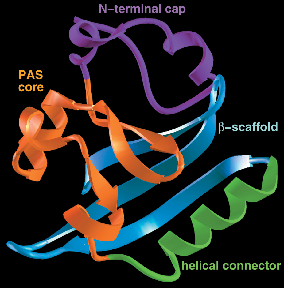PAS domains: internal sensors of oxygen, redox potential, and light ...