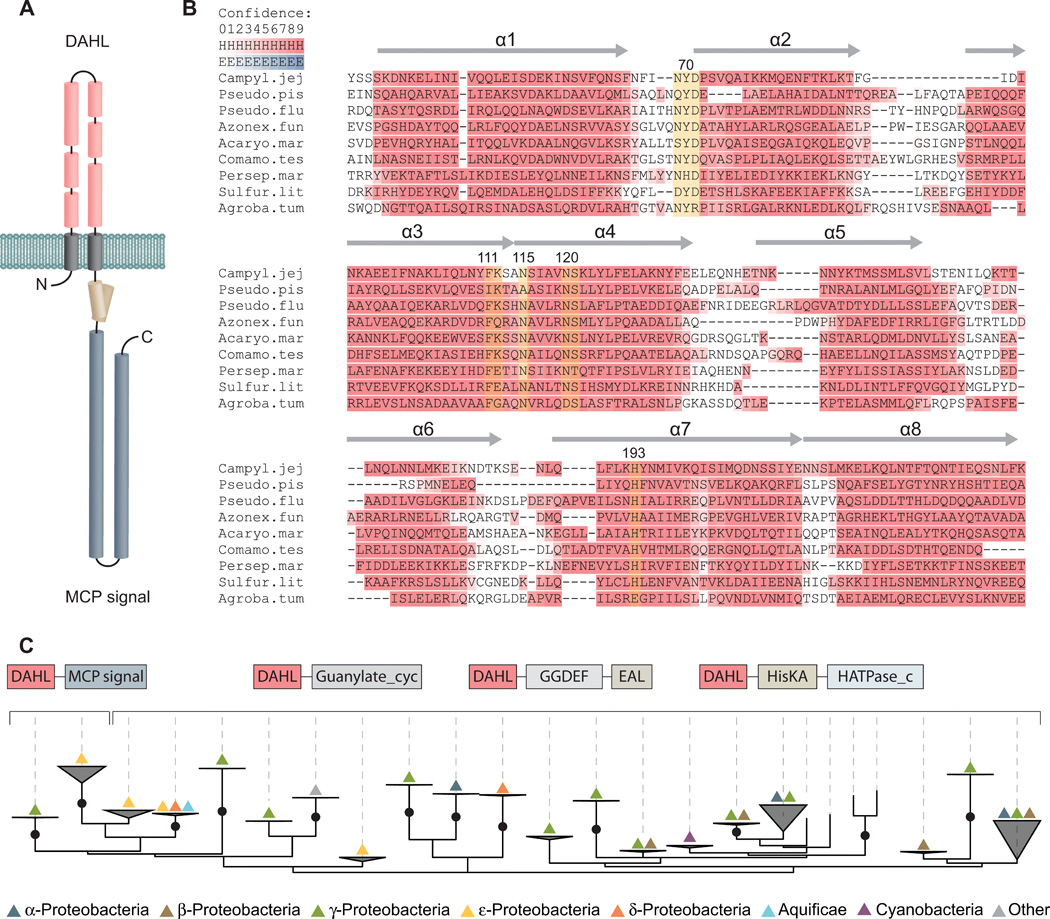 The Campylobacter jejuni chemoreceptor Tlp10 has a bimodal ligand-binding domain and specificity ...