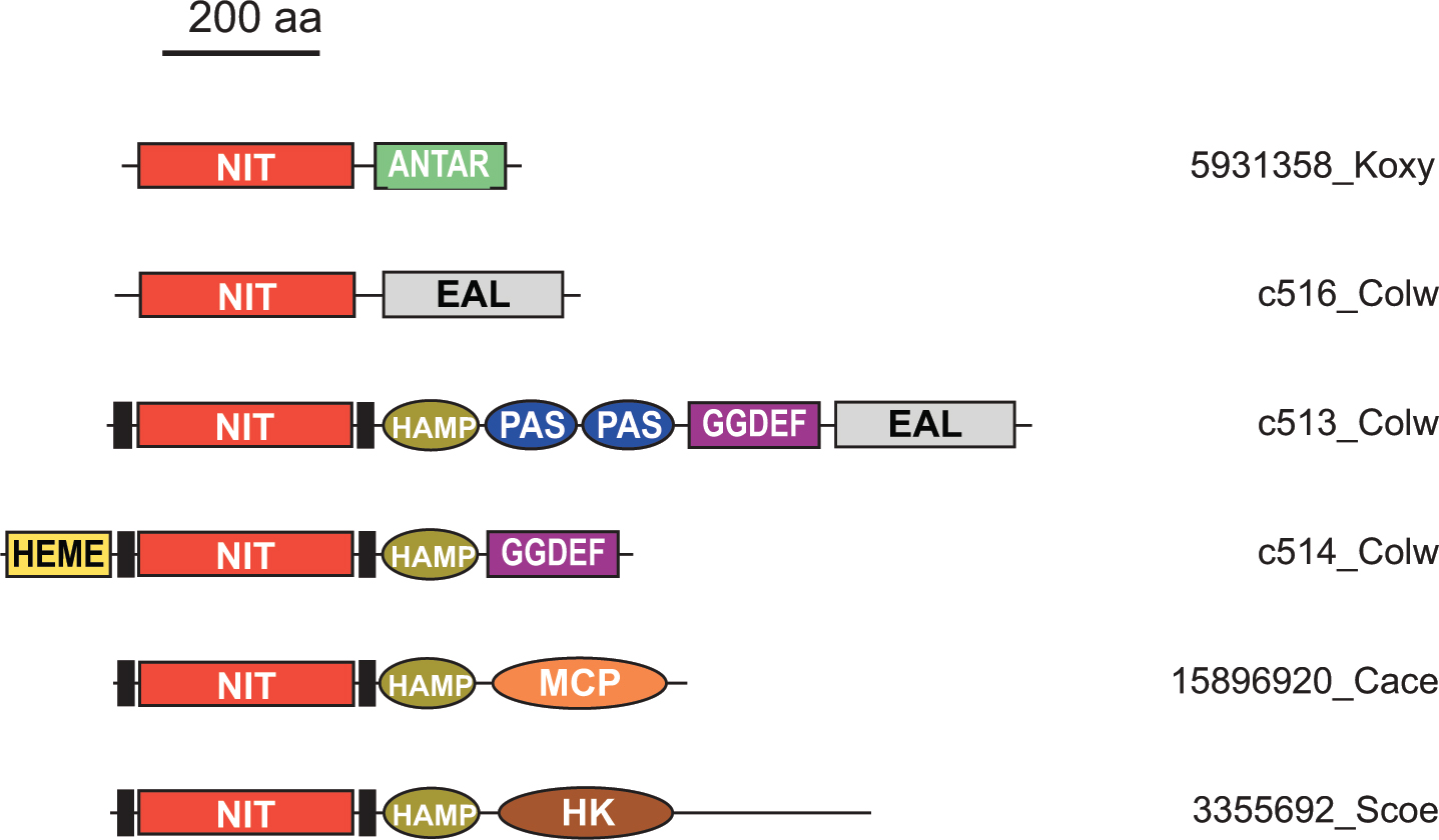 The NIT domain: a predicted nitrate responsive module in bacterial sensory receptors | Jouline Lab