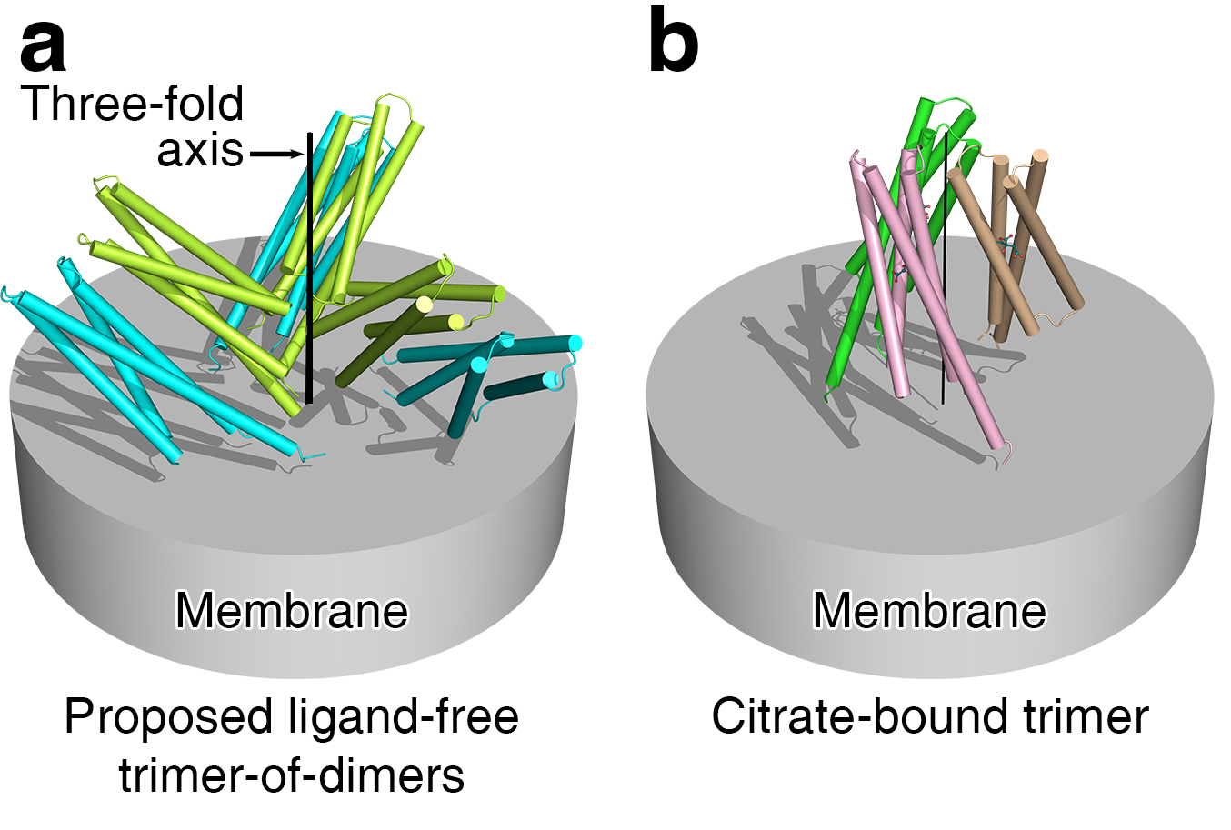 Trimeric Structure Of The Ligand Binding Domain Suggests A Mode Of Communication In Bacterial