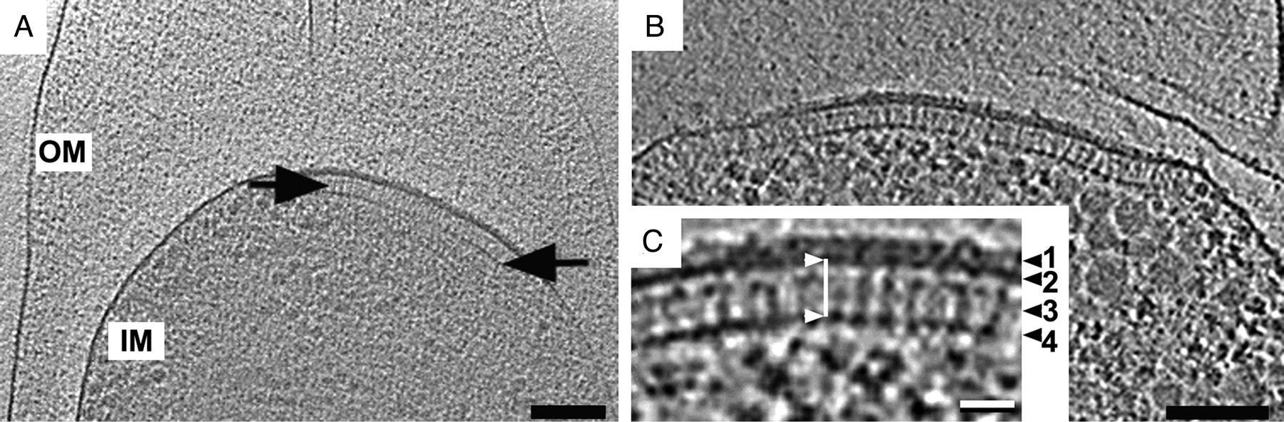 Universal architecture of bacterial chemoreceptor arrays | Jouline Lab